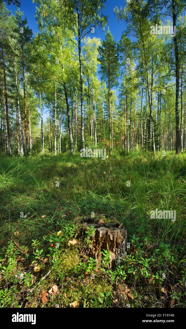 stump in the forest Stock Photo - Alamy