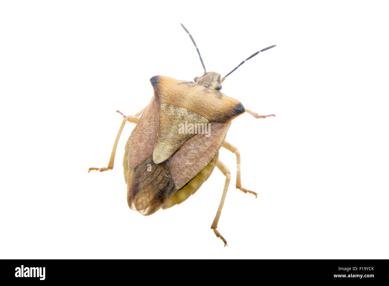 Brown shield bug isolated on a white background Stock Photo - Alamy