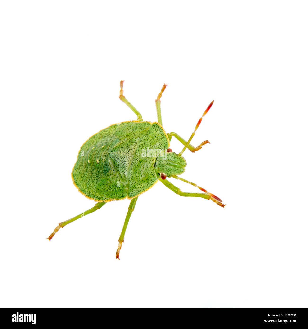 Green shield bug isolated on a white background Stock Photo - Alamy