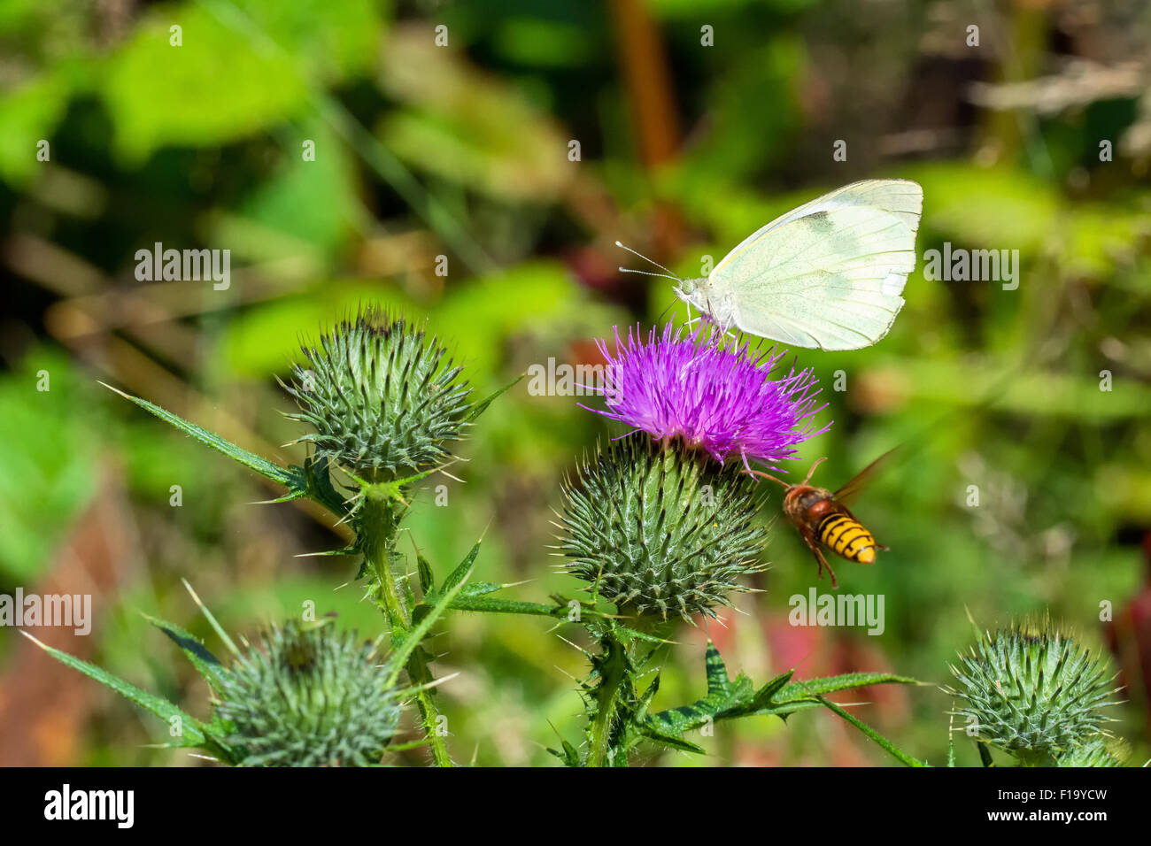 Butterfly sitting hi-res stock photography and images - Alamy