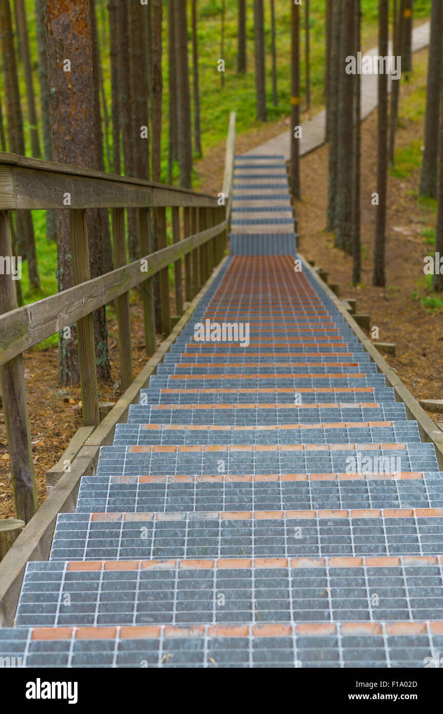 Staircase with railing in coniferous forest, part of hiking trail Stock ...