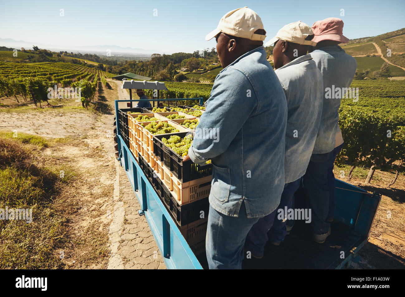 Grapes boxes being delivered from the vineyard to wine manufacturer on ...