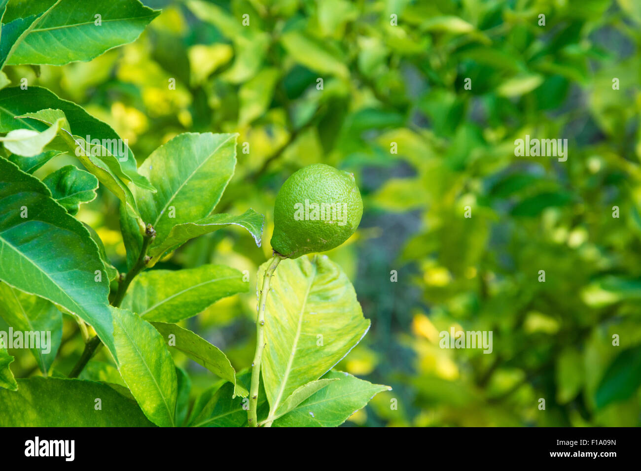 Summer lemon production hi-res stock photography and images - Alamy