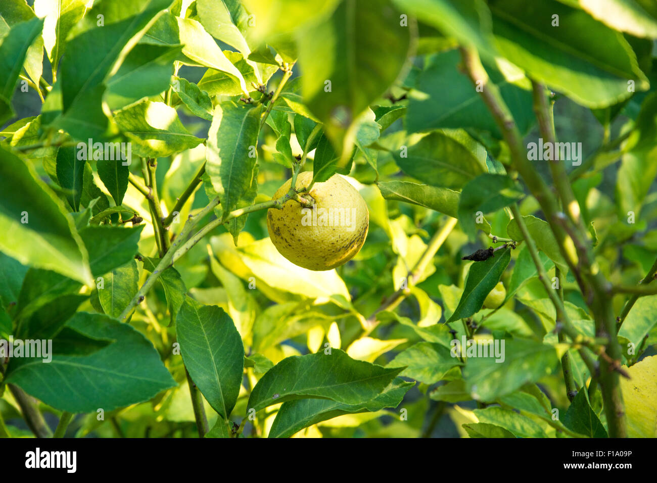 lemon with spots on the tree in summer Stock Photo - Alamy