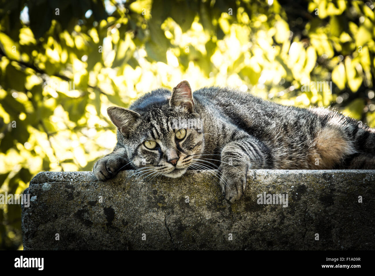 adult male cat in full relaxation in nature Stock Photo - Alamy