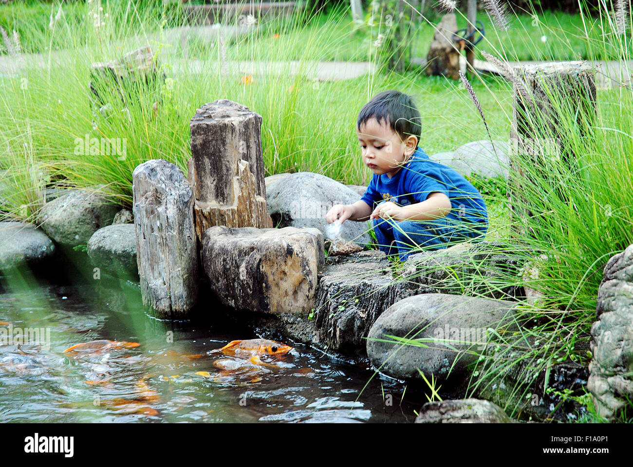 a 3 year boy feeding fish at park Stock Photo - Alamy