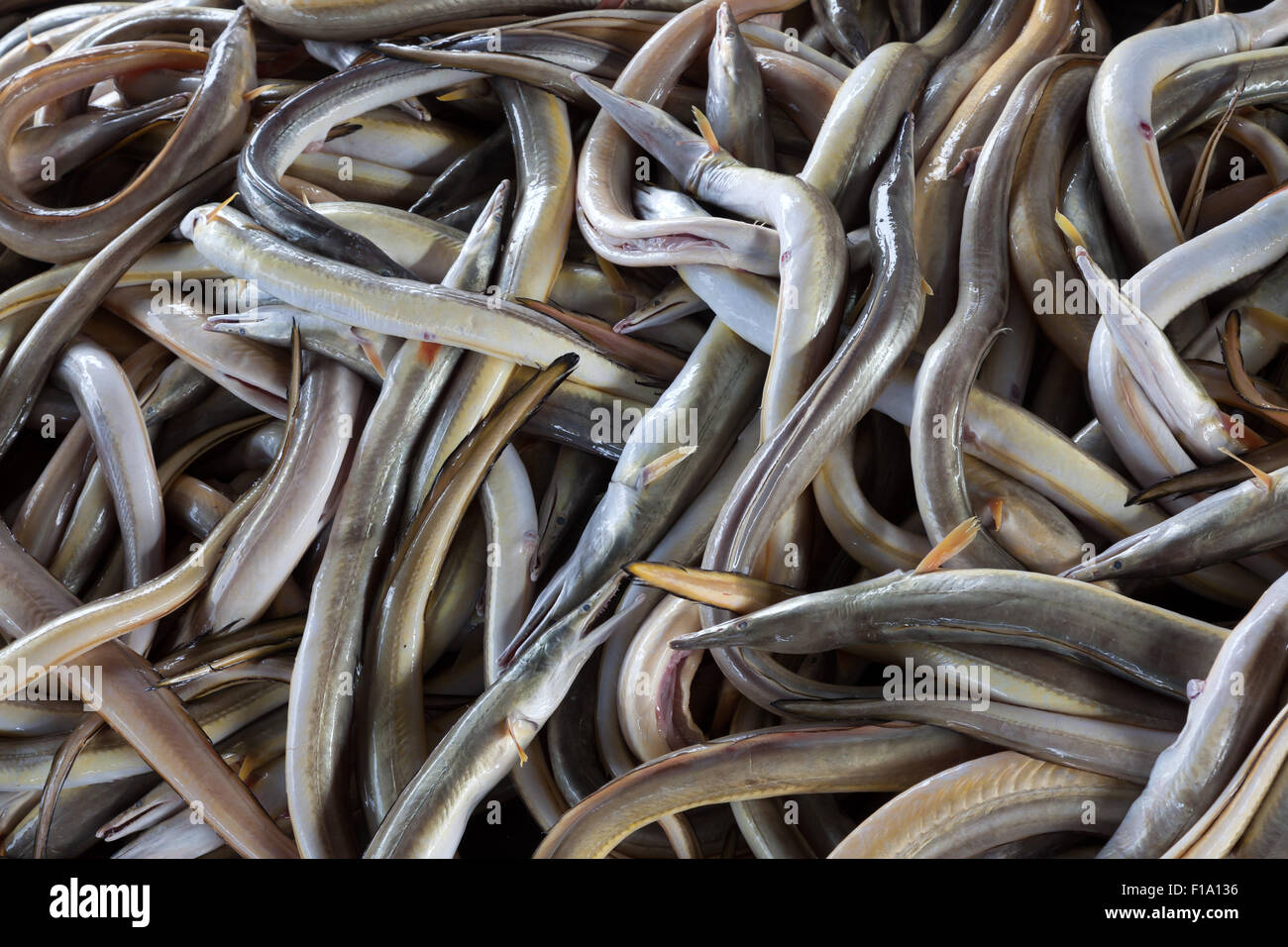 Pile of eel Stock Photo - Alamy