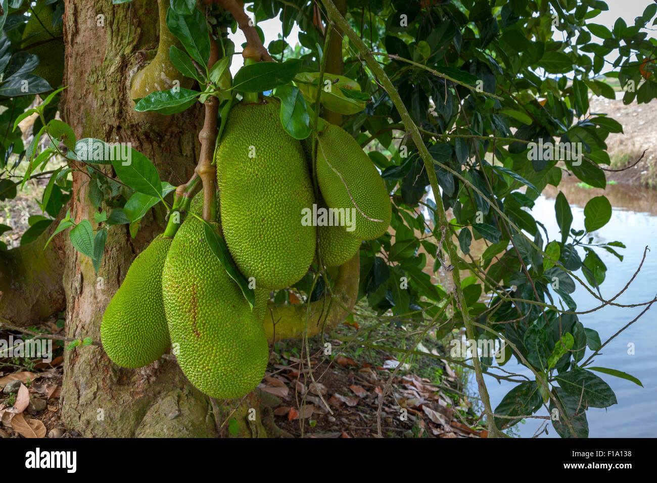 Jack fruit tree Stock Photo - Alamy