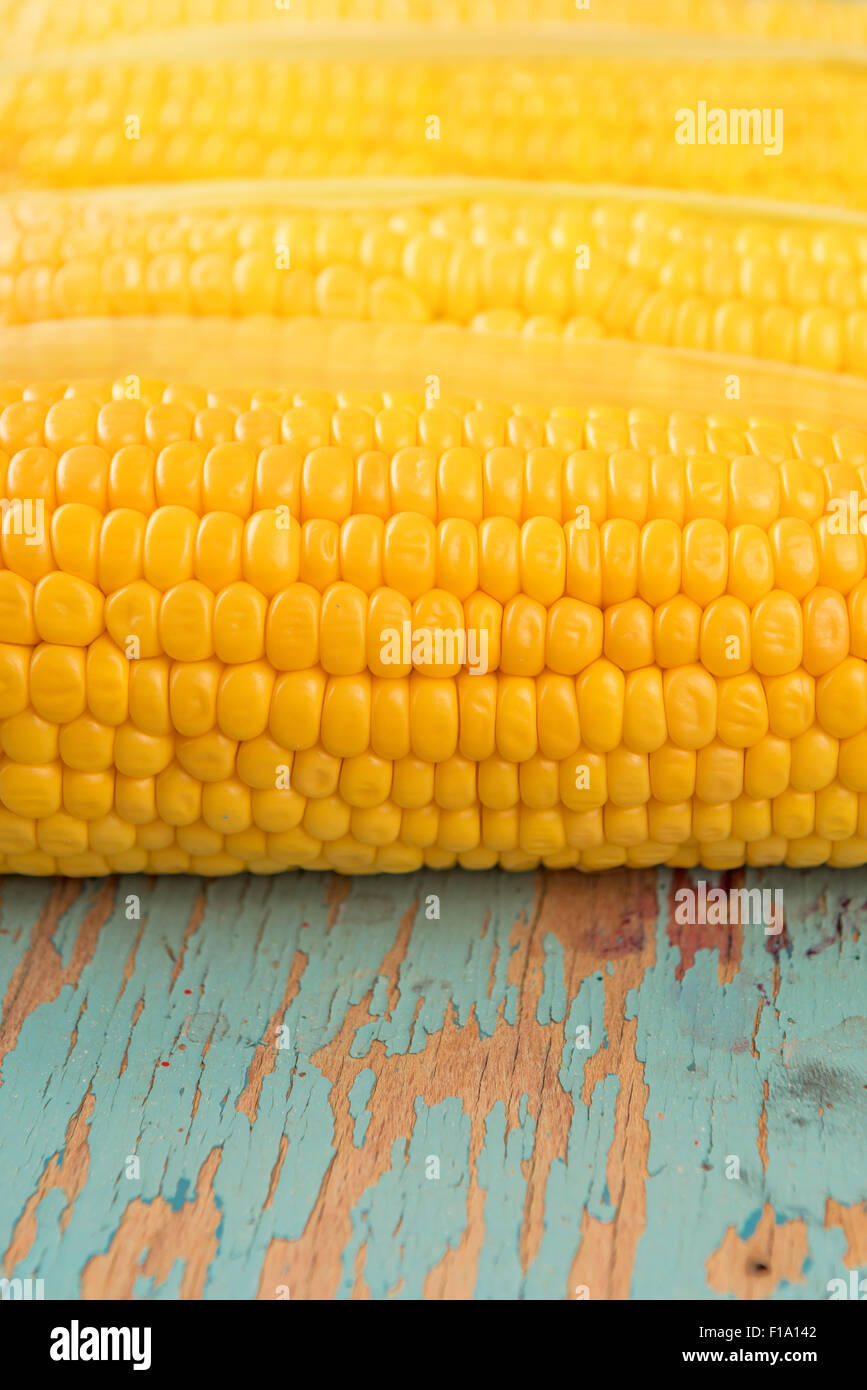 Uncooked freshly picked corn cob, sweet raw ear of maize on rustic blue ...