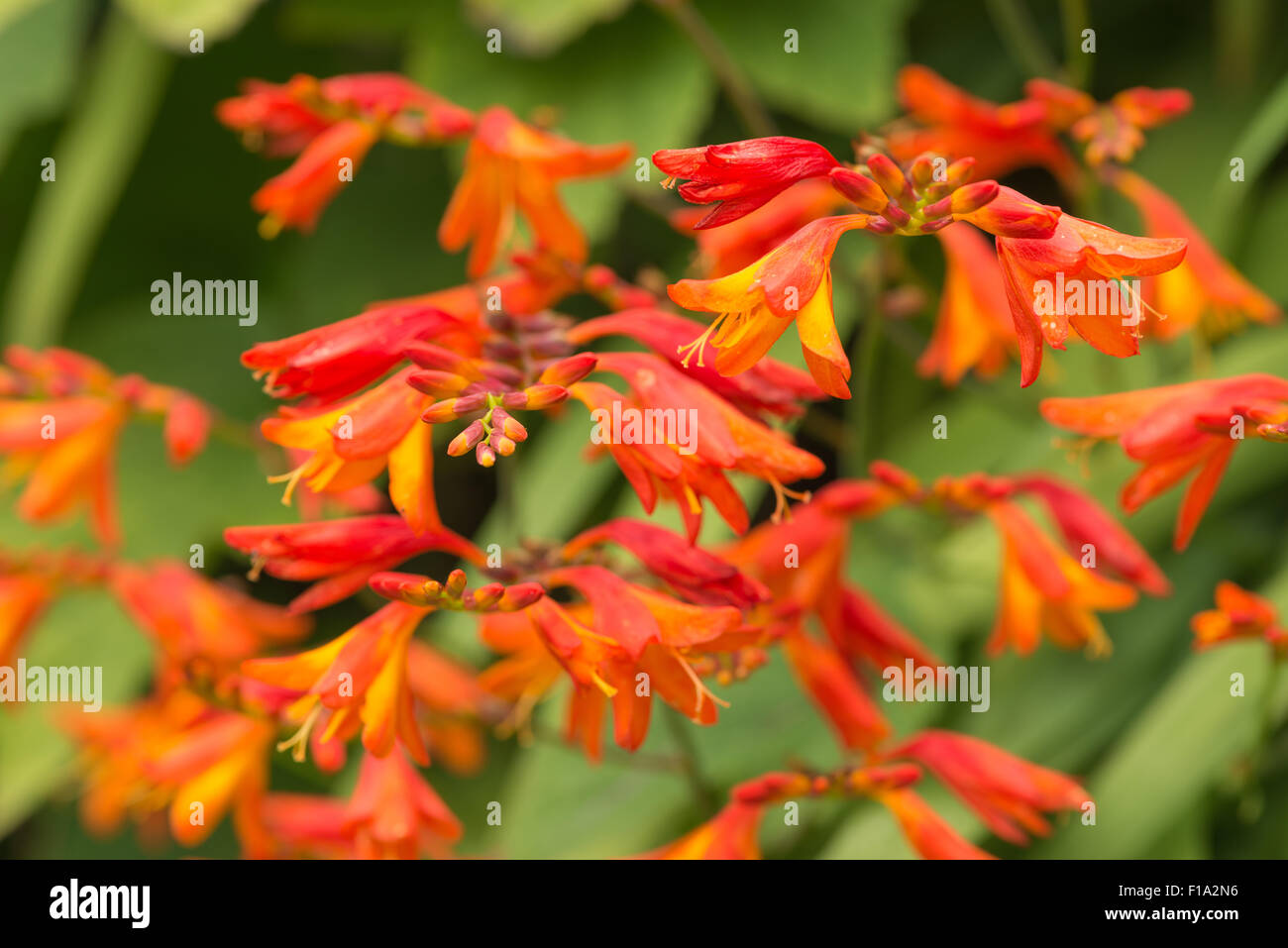 Crocosmia genus Iridaceae coppertips falling stars montbretia bright ...
