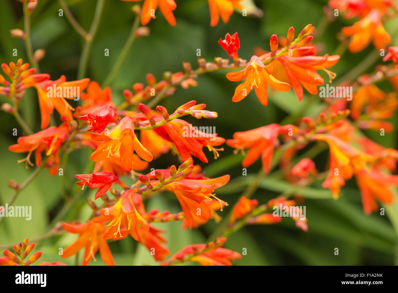 Crocosmia genus Iridaceae coppertips falling stars montbretia bright ...