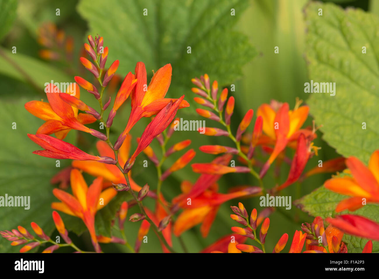 Crocosmia genus Iridaceae coppertips falling stars montbretia bright ...