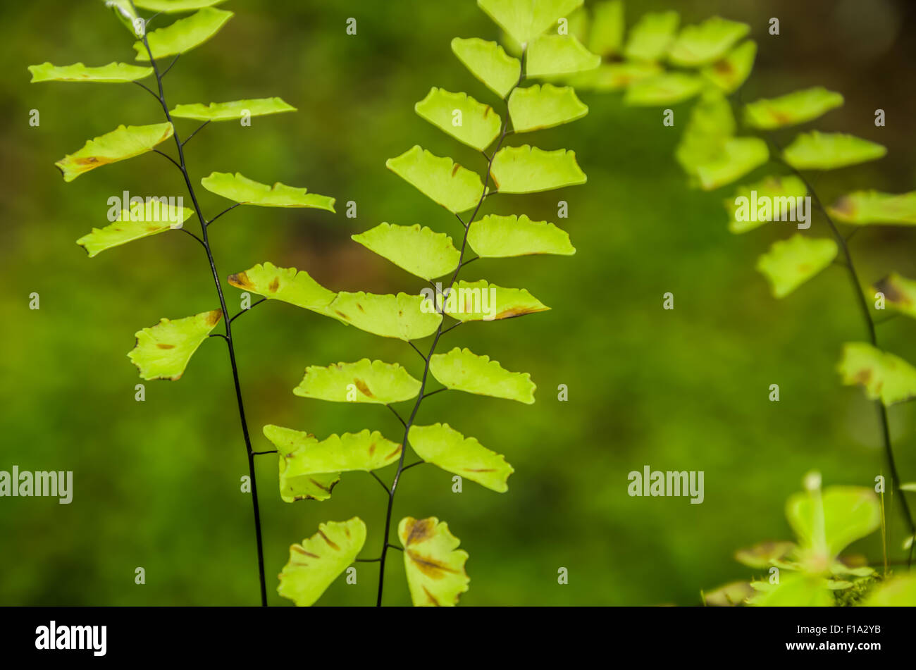 Leaf, green leaf, serial leaf, black and green leaf Stock Photo - Alamy