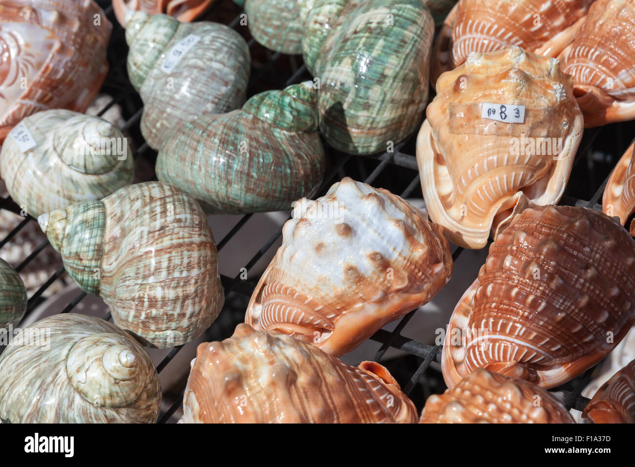 Colorful sea shells as a souvenirs lay on the market counter with price ...