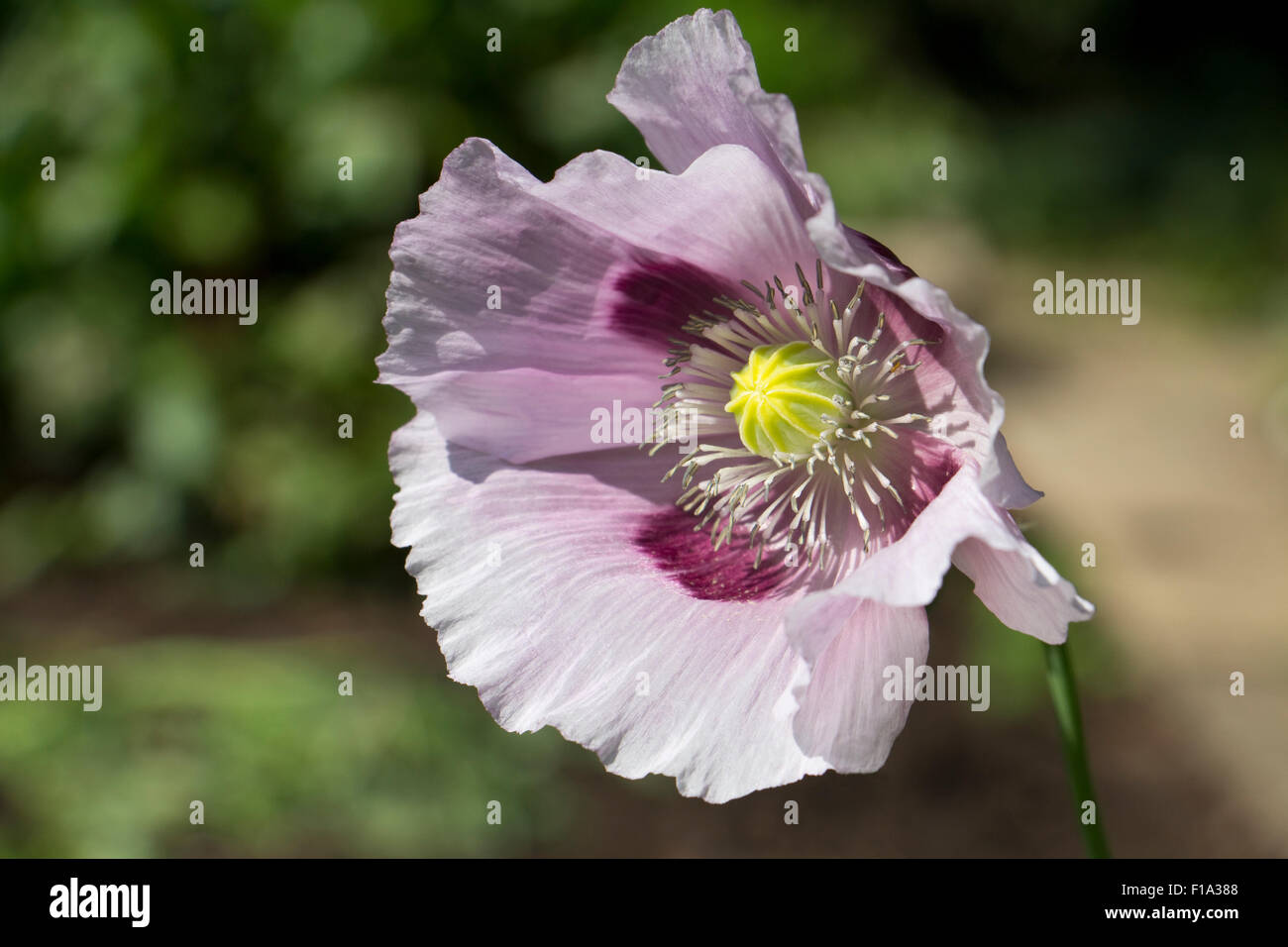 Purple poppy flower - Papaver somniferum Stock Photo - Alamy
