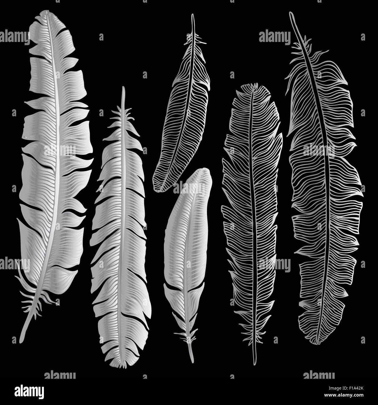 Beautiful Vintage Feathers Stock Vector Image & Art - Alamy