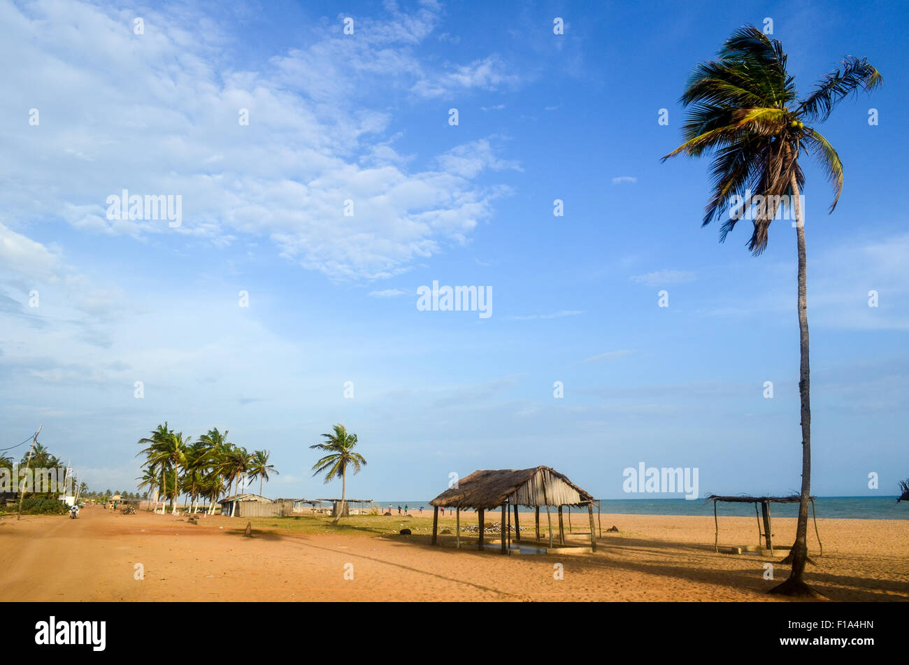 Palm trees on the coast of Benin in Ouidah Stock Photo - Alamy