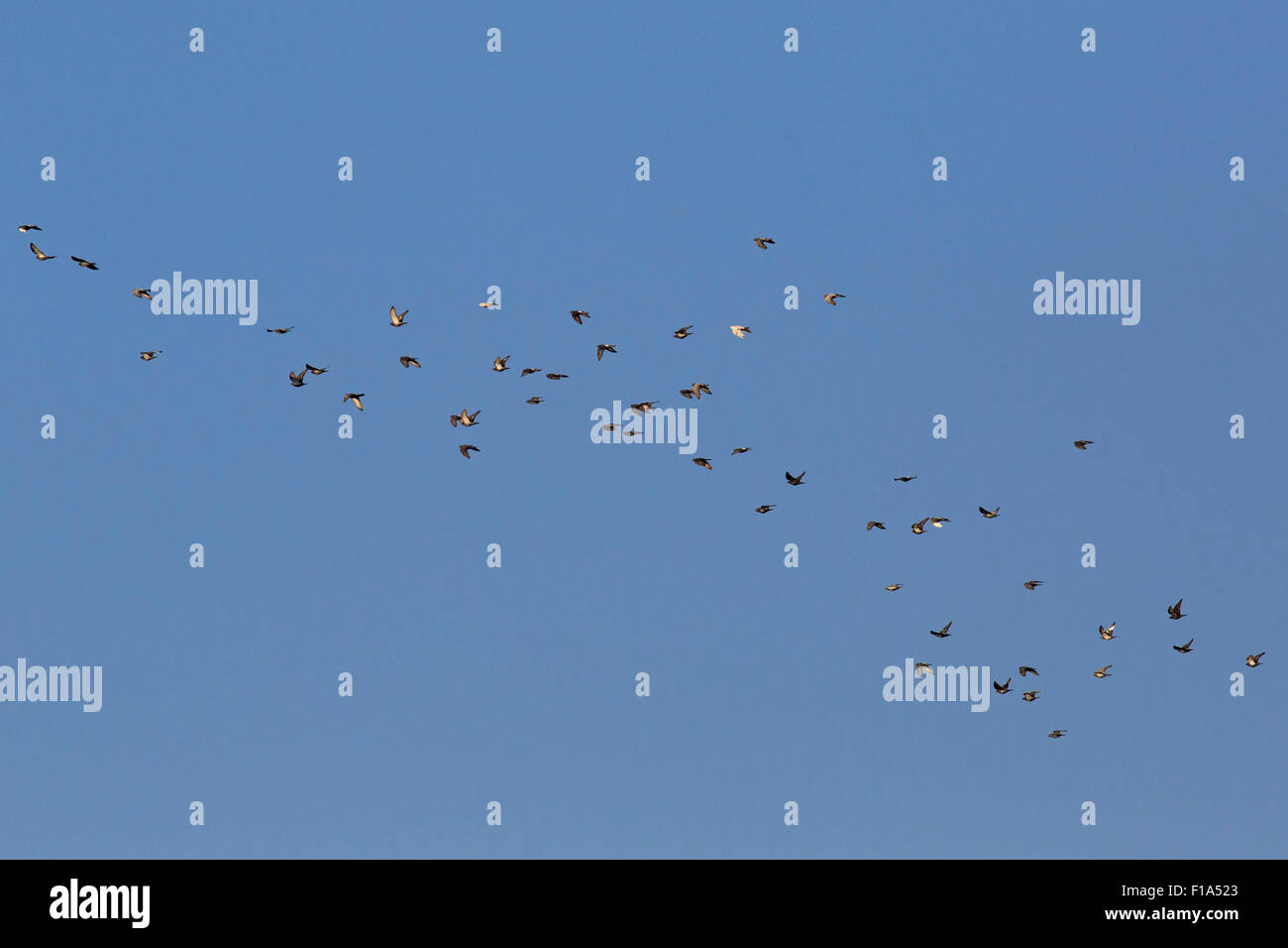 Flock of doves flying in sky Stock Photo - Alamy