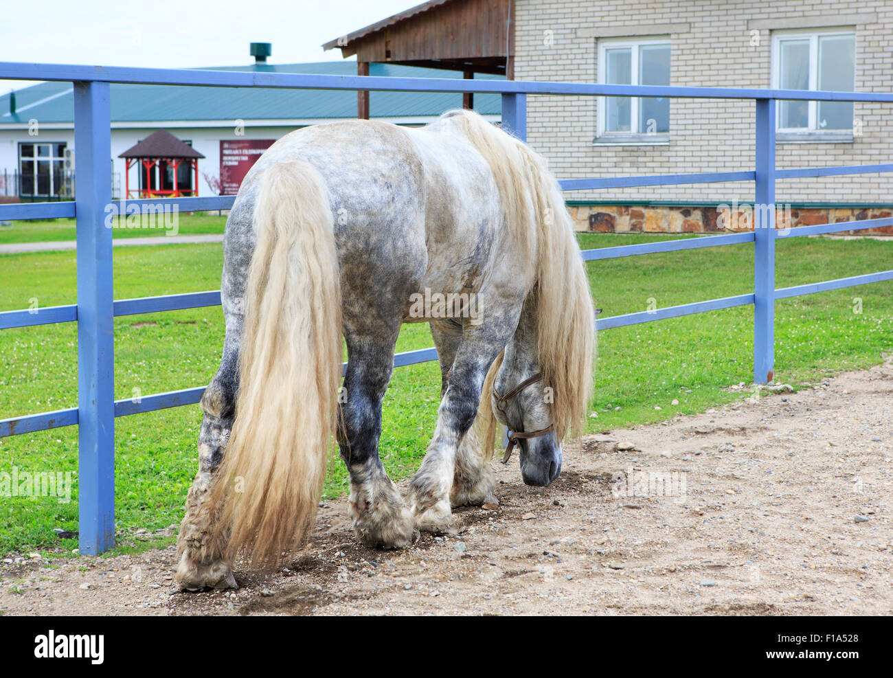 Beautiful stallion gray suit breed Percheron Stock Photo - Alamy