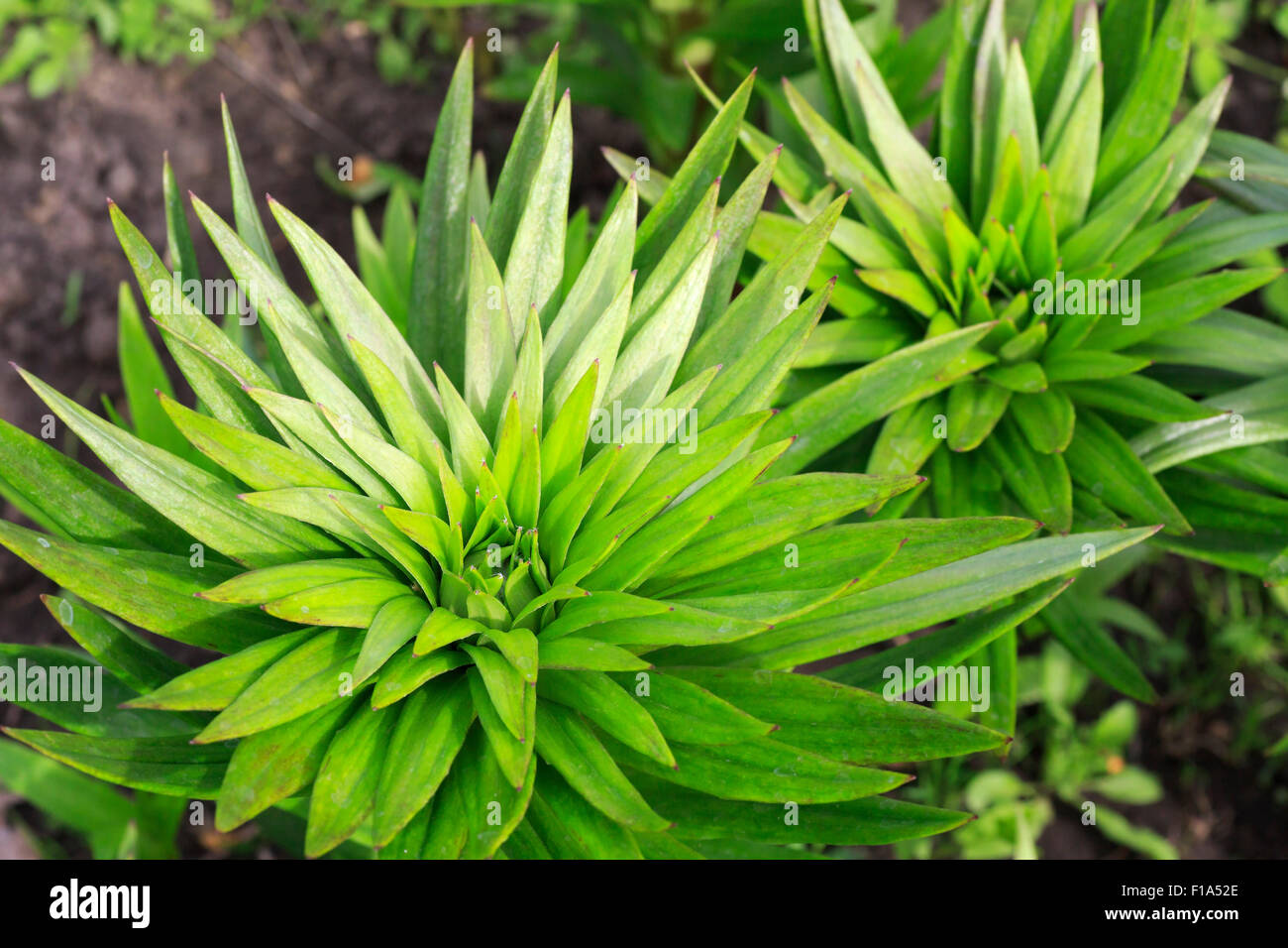 Lily stems hi-res stock photography and images - Alamy