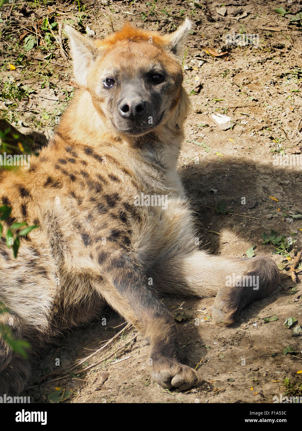 Hyena lying resting hi-res stock photography and images - Alamy