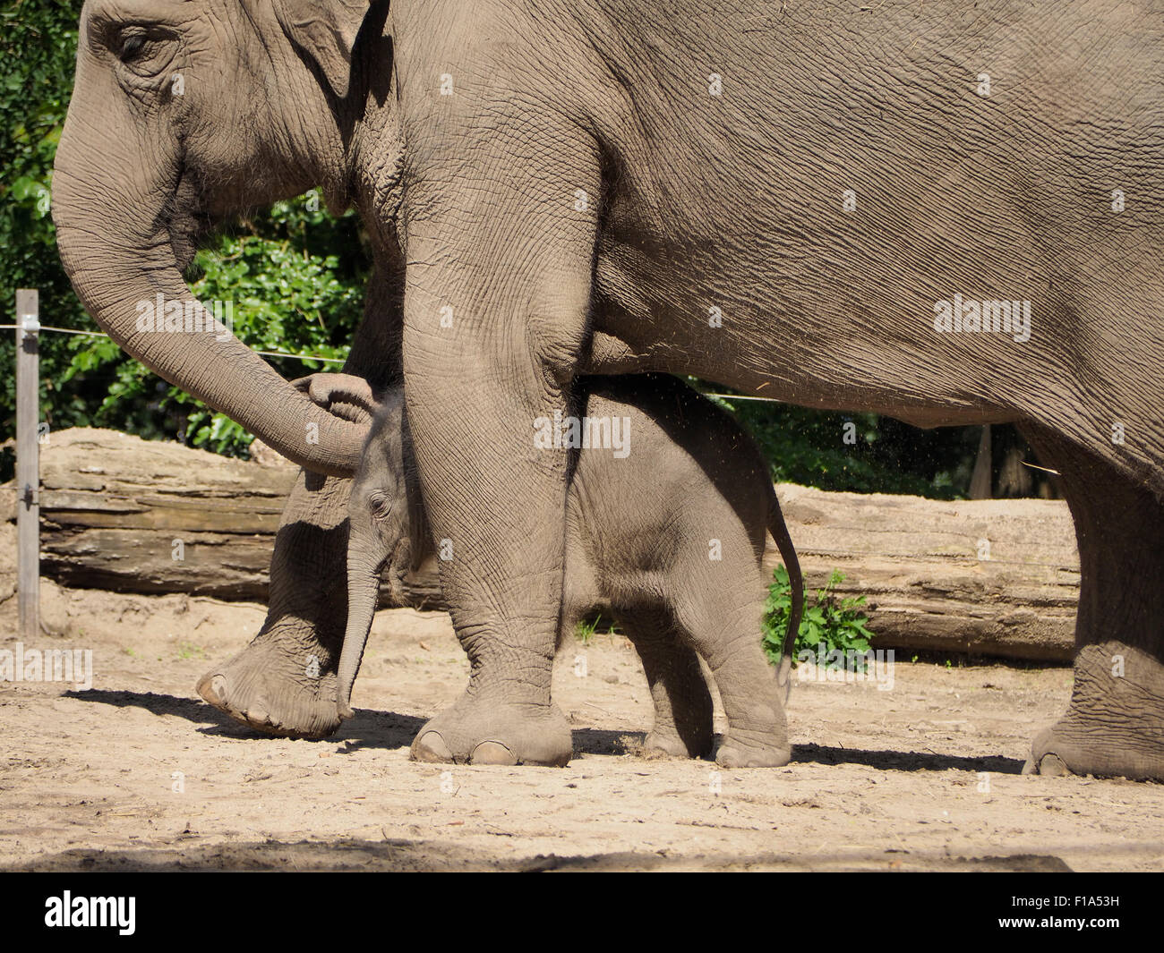 Baby elephant walking with mother hi-res stock photography and images ...