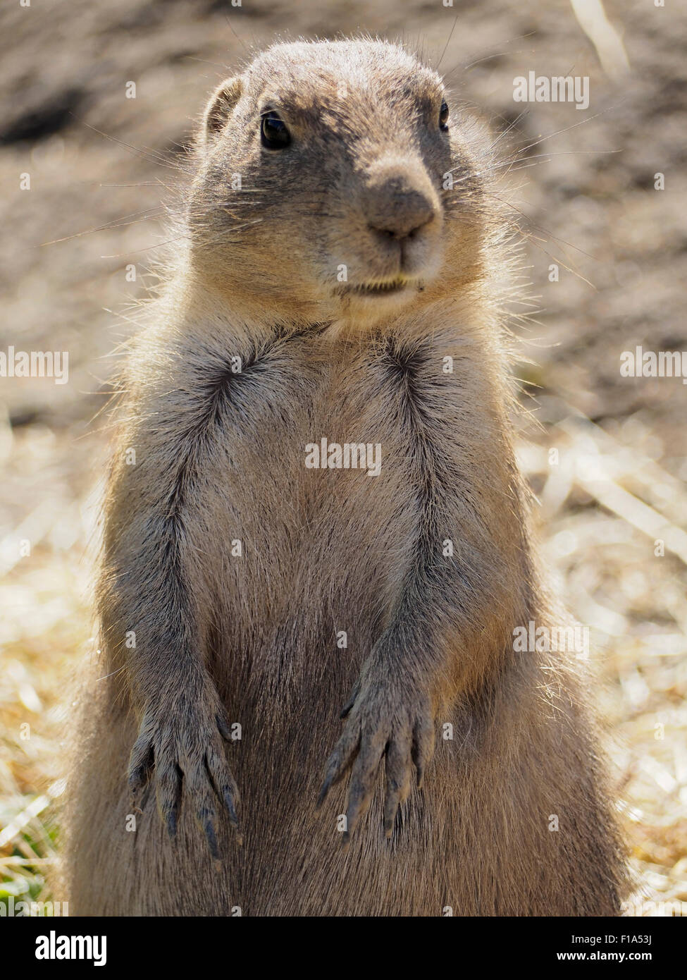 Prairie dog portrait taken in Blijdorp zoo, Rotterdam, the Netherlands ...