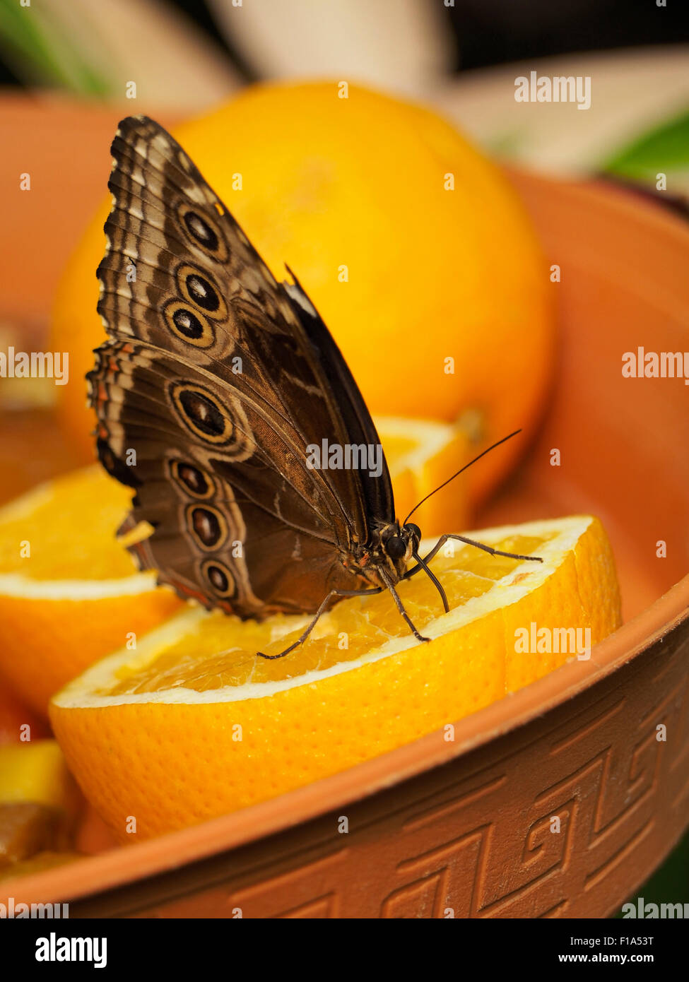 Butterfly sitting hi-res stock photography and images - Alamy