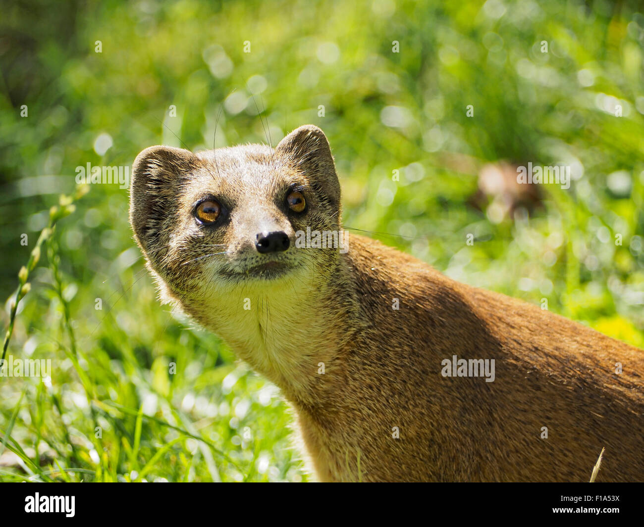 Yellow mongoose portrait taken in Blijdorp Zoo, Rotterdam, the ...