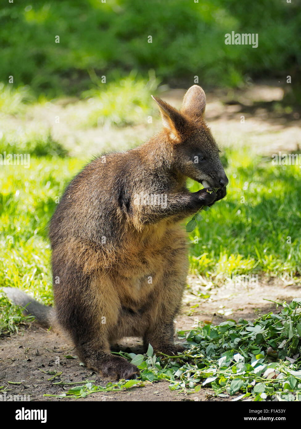 Animal photographed in captivity hi-res stock photography and images ...