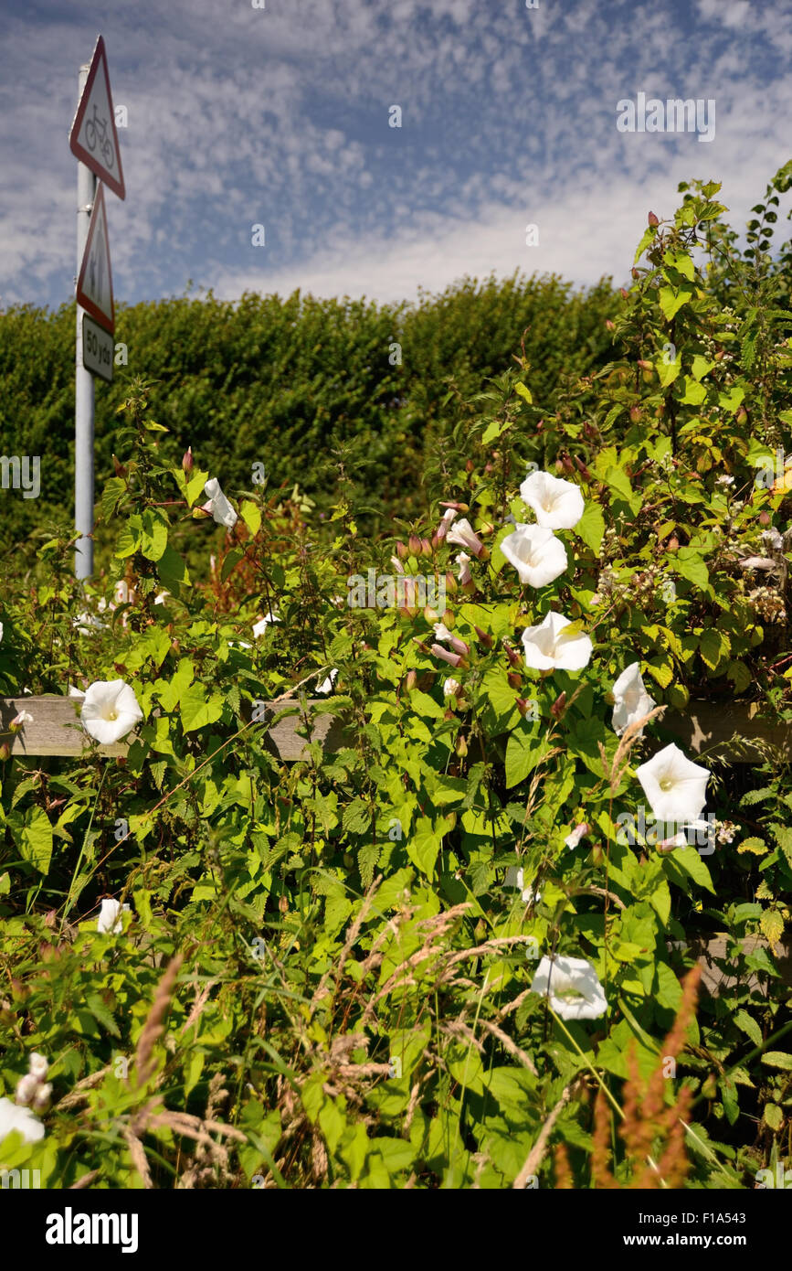 Hedge bindweed flowers in a roadside hedgerow Stock Photo - Alamy