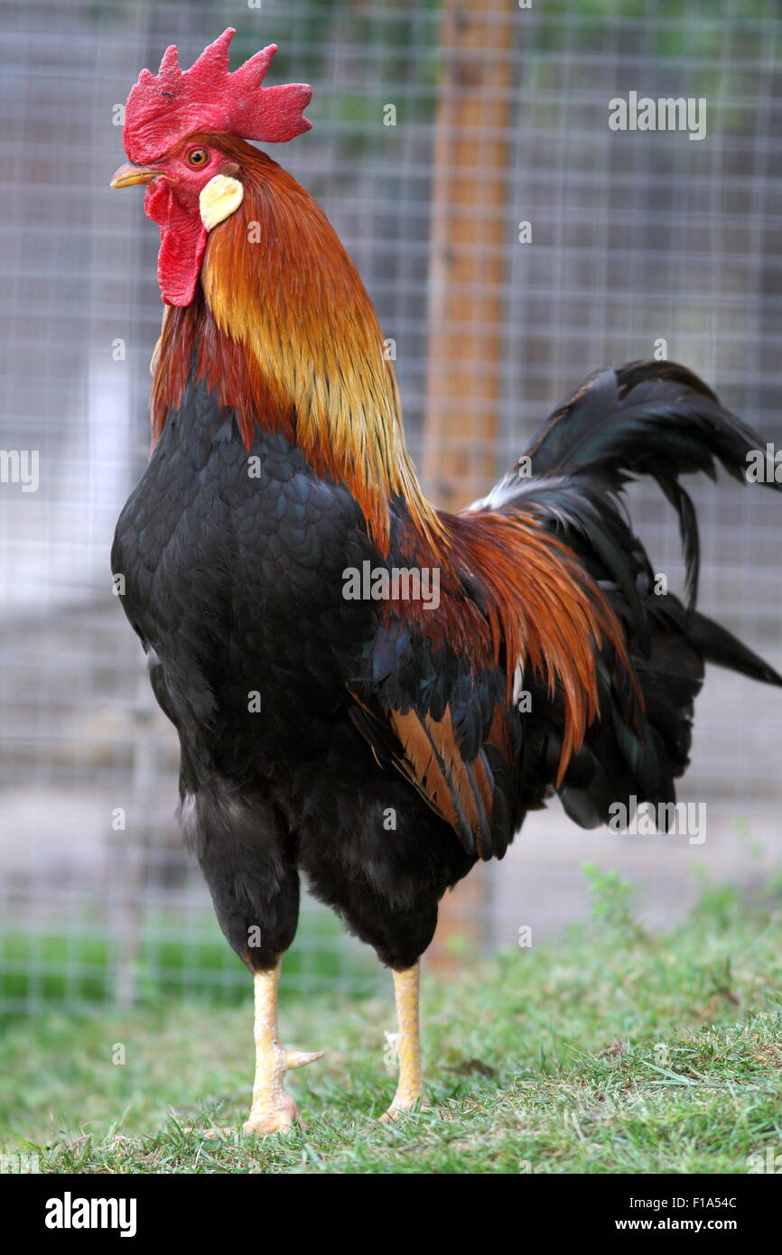 big colorful rooster standing proud in his farmyard Stock Photo - Alamy