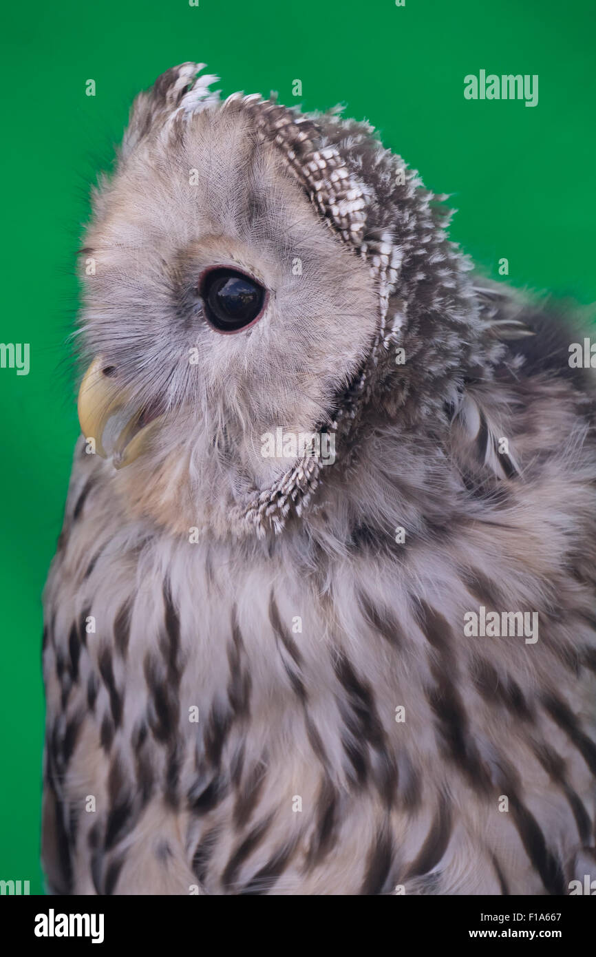 TAWNY OWL Stock Photo - Alamy