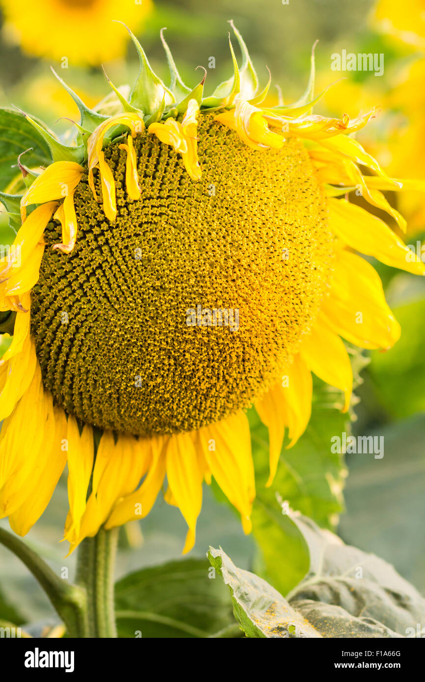 Big sunflower on field in sunset beams Stock Photo - Alamy