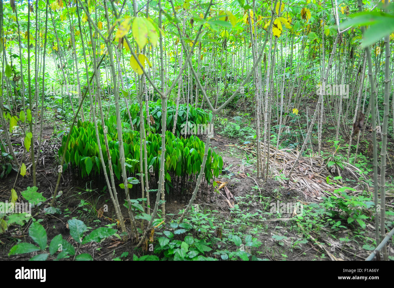 Rubber tree nursery Stock Photo - Alamy