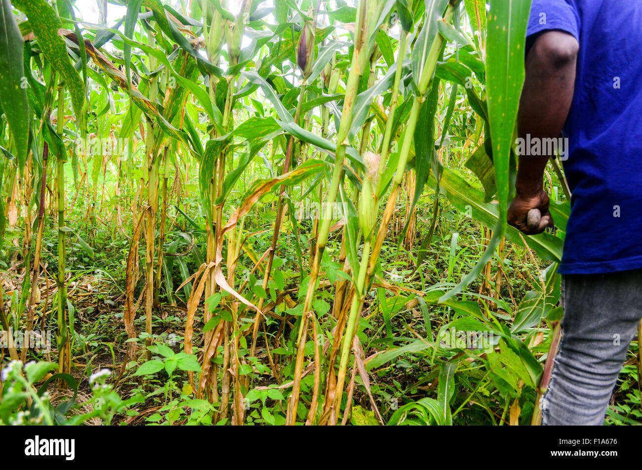 African rubber hi-res stock photography and images - Alamy