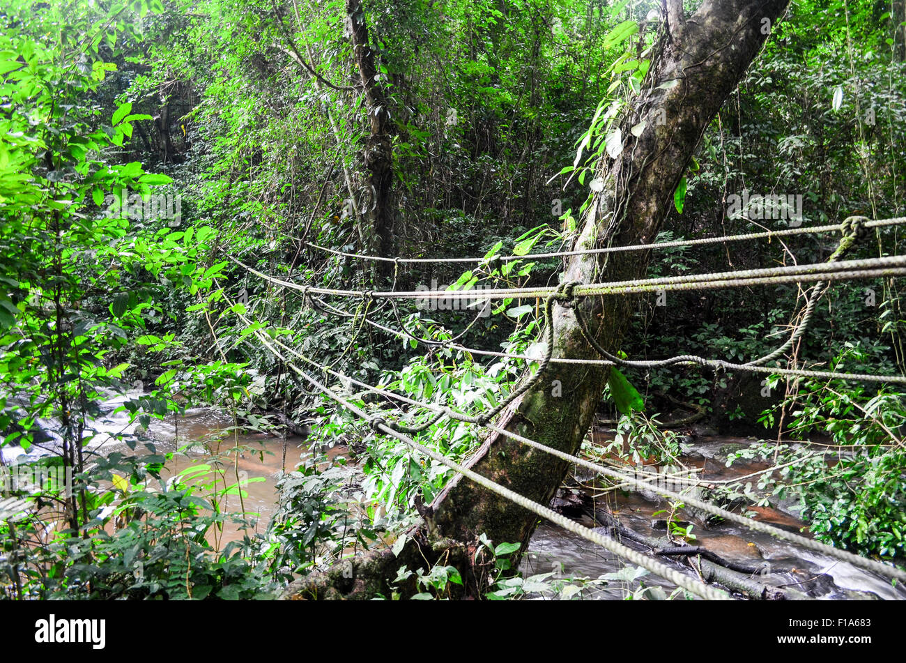 Bridge of lianas in Ivory Coast Stock Photo - Alamy