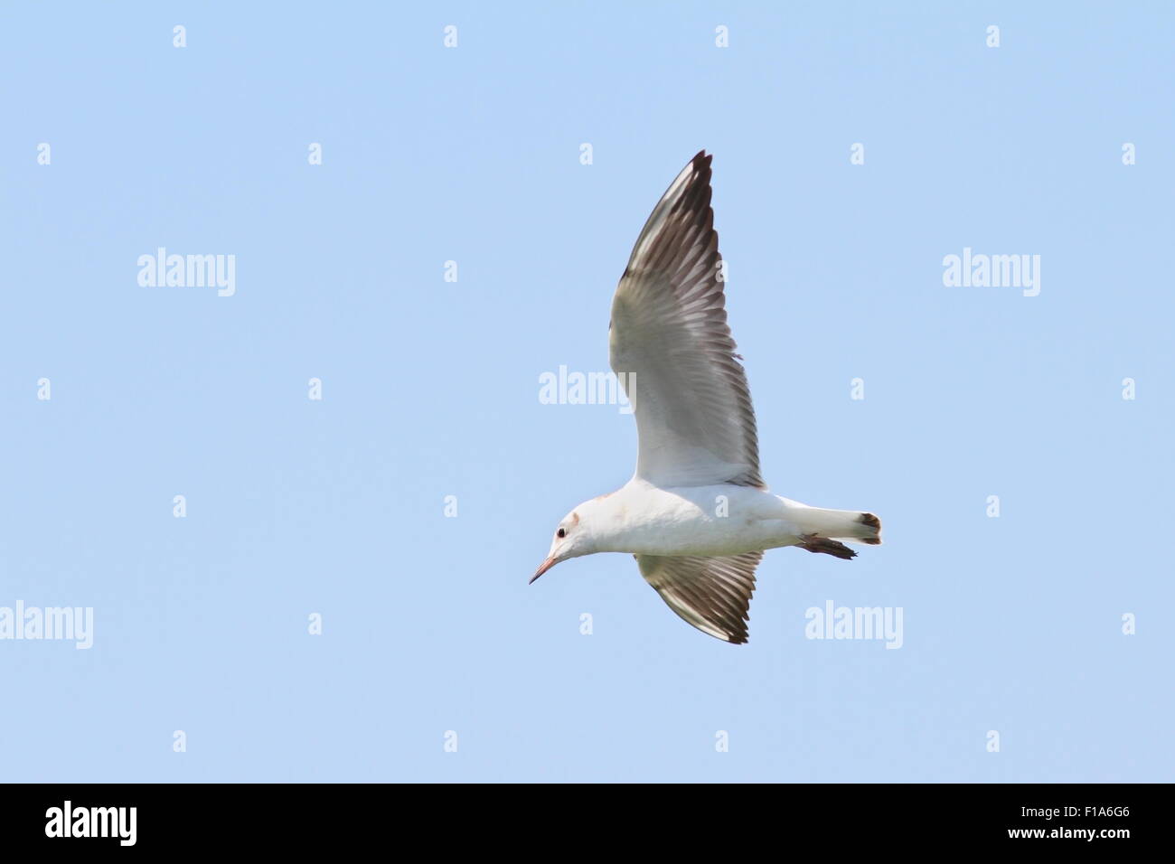 big beautiful gull in flight over blue sky background Stock Photo - Alamy