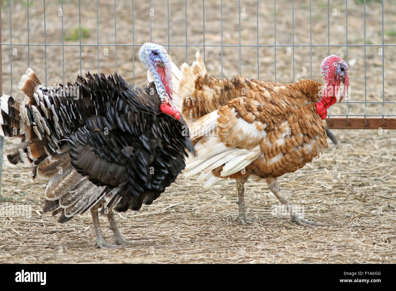 two male turkyes of different color standing together in the farm yard ...