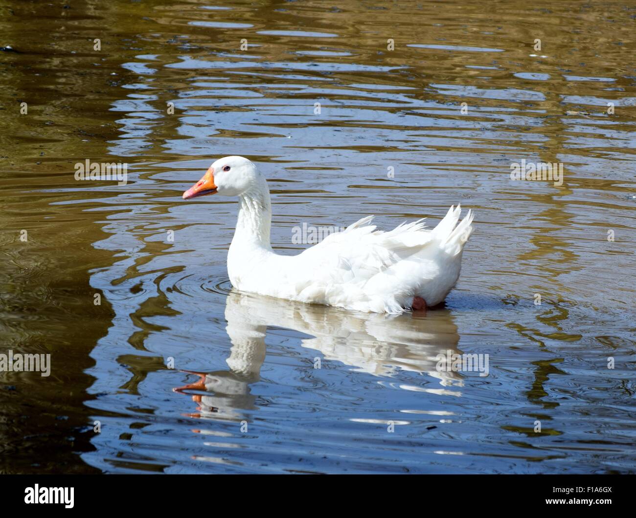 Female Sebastopol goose swimming on the pond Stock Photo - Alamy
