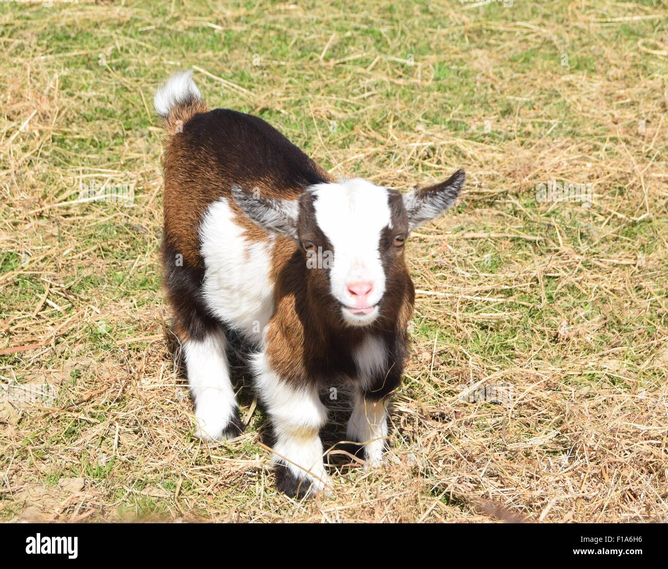 English Pygmy Goat kid twelve weeks old. Children's pet Stock Photo - Alamy