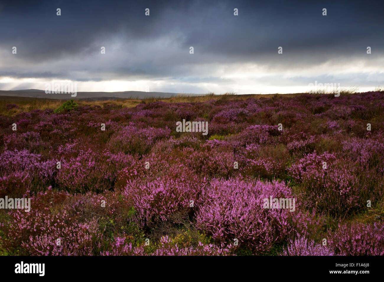 Photograph by © Jamie Callister. Denbigh Moors, Denbighshire, North ...