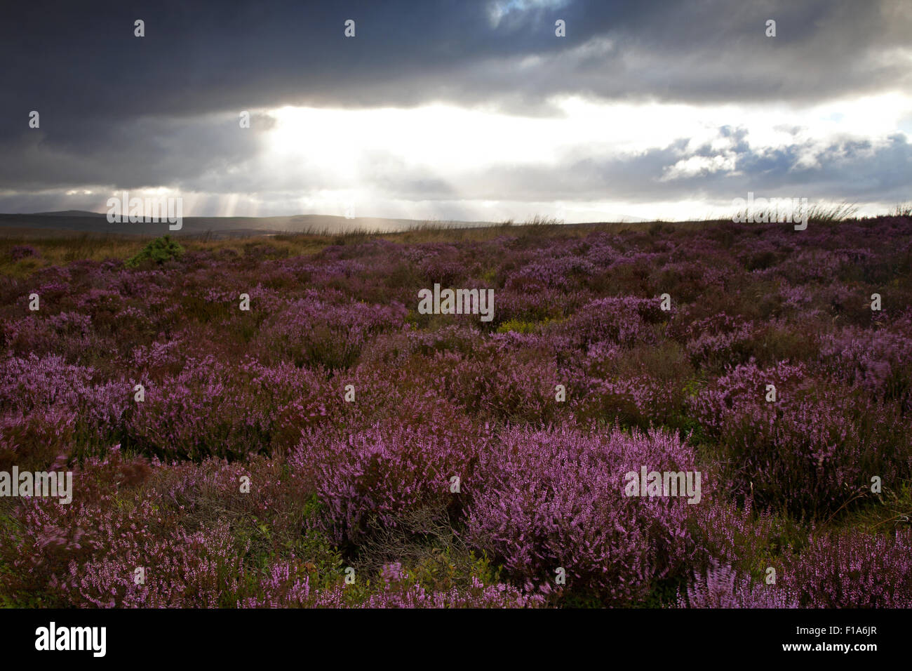 Photograph by © Jamie Callister. Denbigh Moors, Denbighshire, North ...