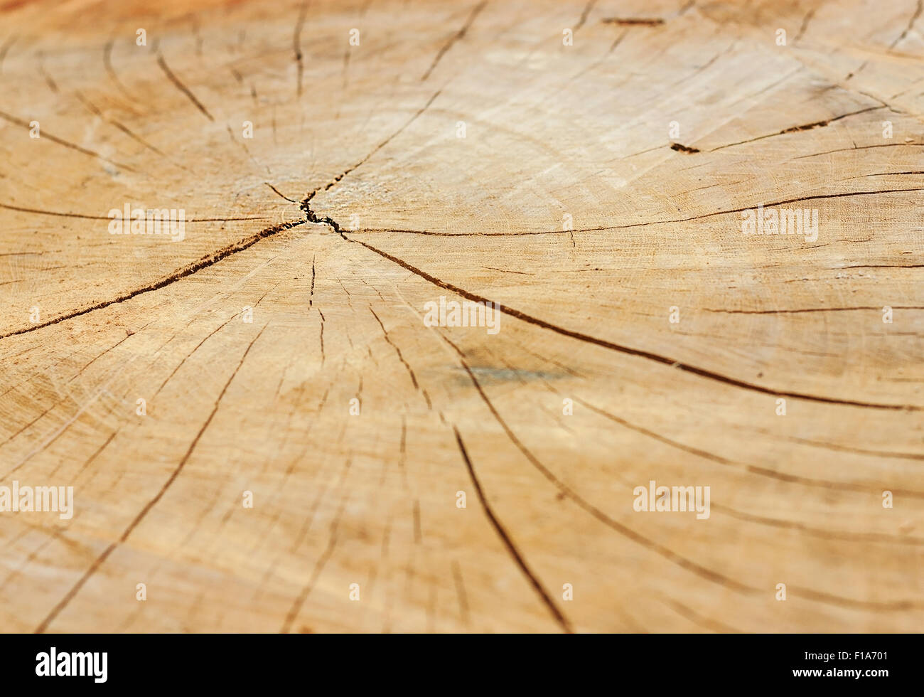 Nature texture hi-res stock photography and images - Alamy