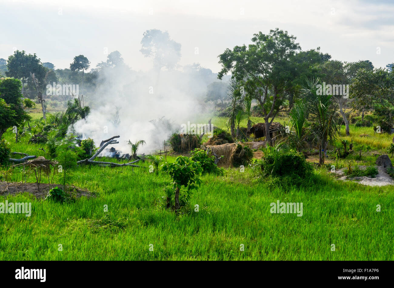 Farming in Ivory Coast Stock Photo - Alamy