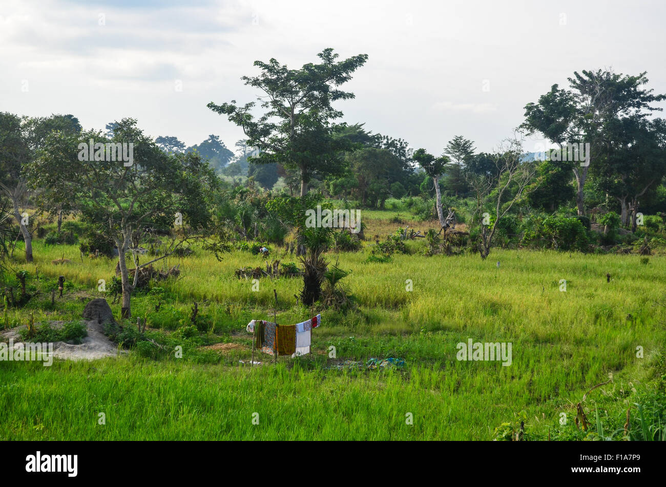 Ivory coast farm landscape hi-res stock photography and images - Alamy