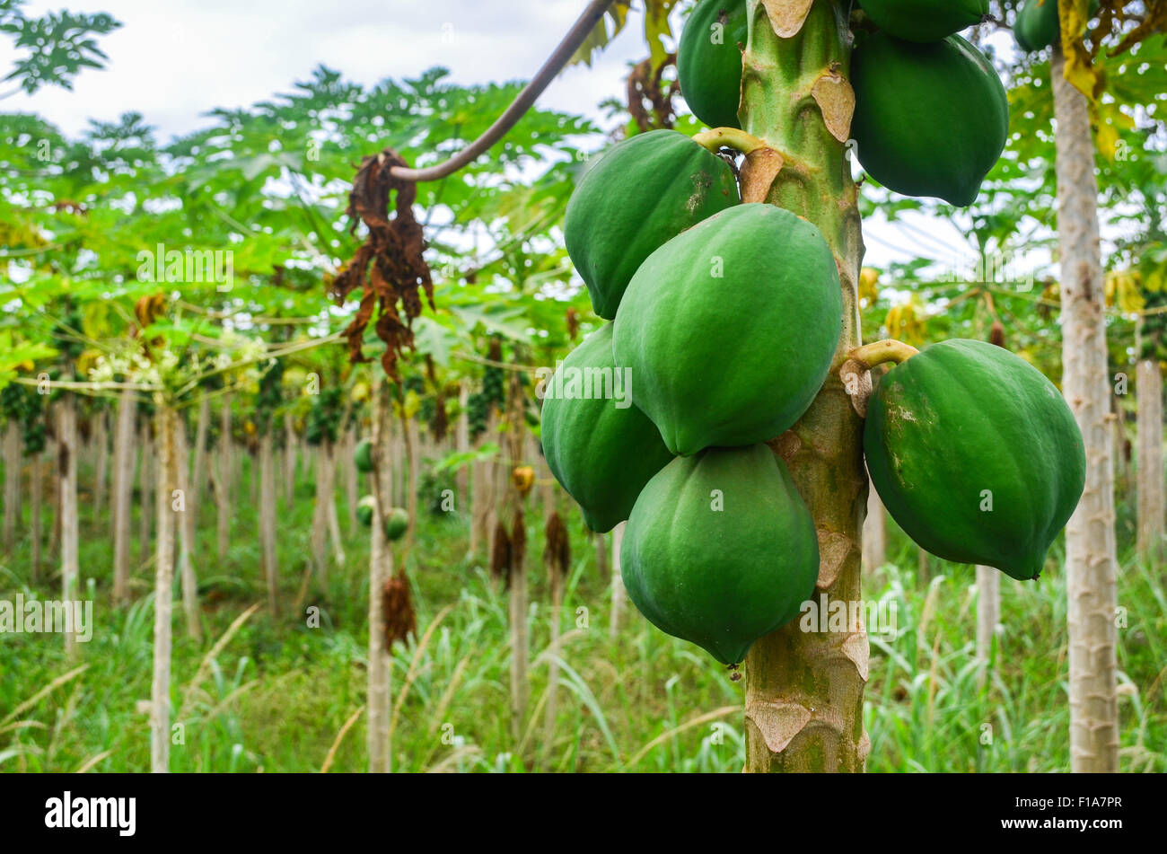 Pawpaw africa hi-res stock photography and images - Alamy