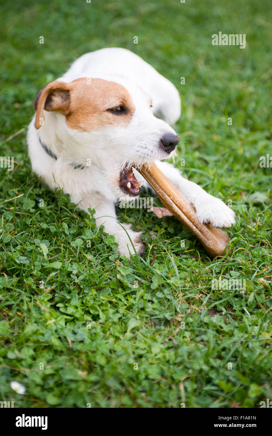 Dog bone in grass hi-res stock photography and images - Alamy