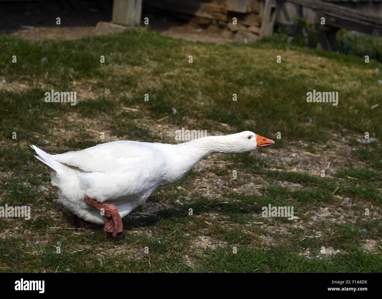 Old bethpage village restoration hi-res stock photography and images ...