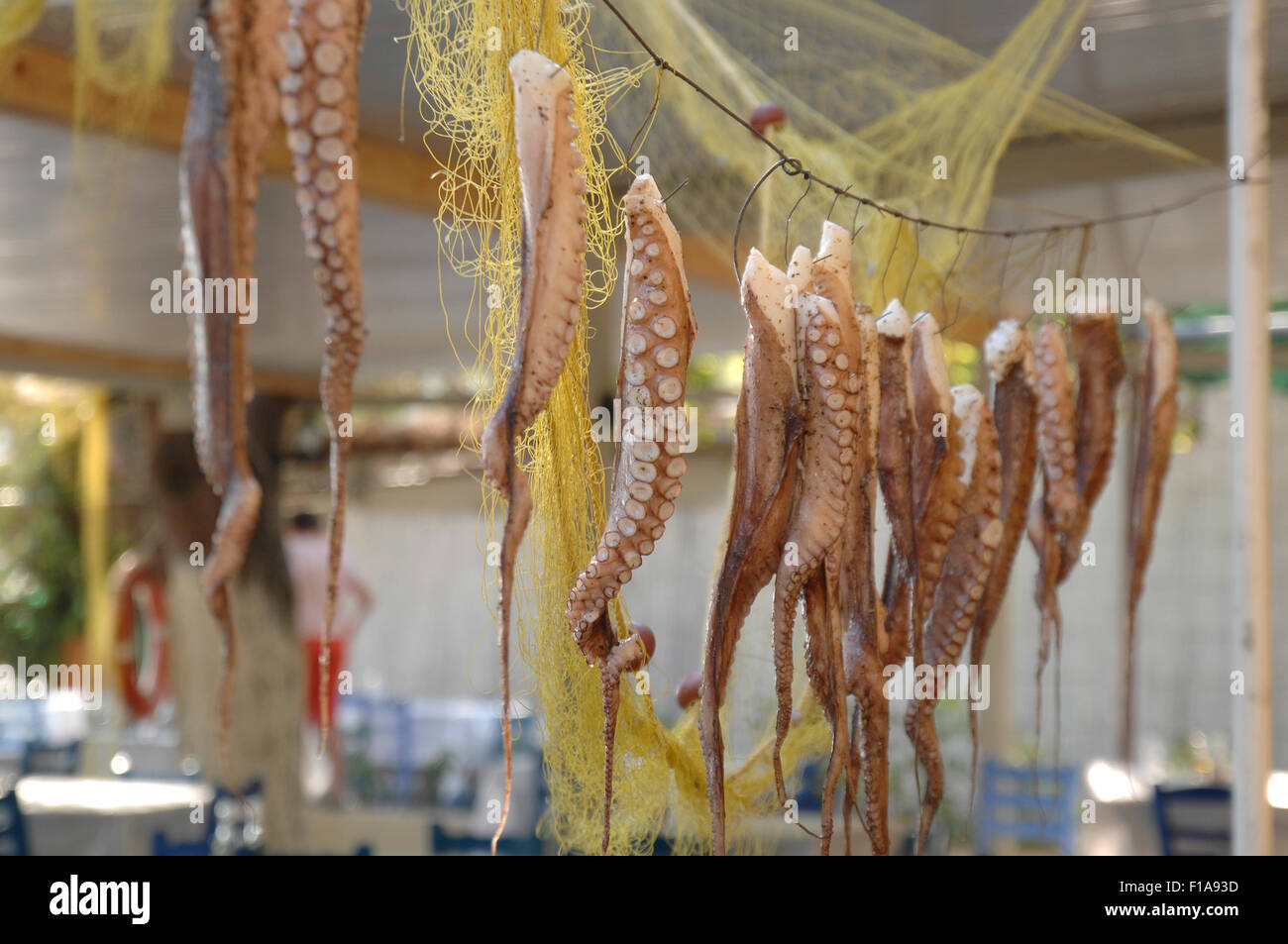 Octopus catching a fish hi-res stock photography and images - Alamy